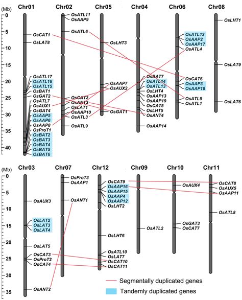 Chromosomal Localization And Gene Duplication Events Of Osaat