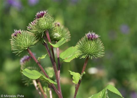 Arctium Lappa • Floravegeu