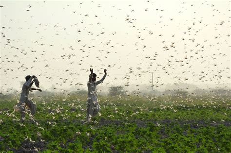 Grasshopper Swarm