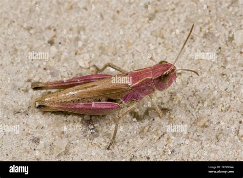 Meadow Grasshopper Chorthippus Parallelus Common Grasshopper Other