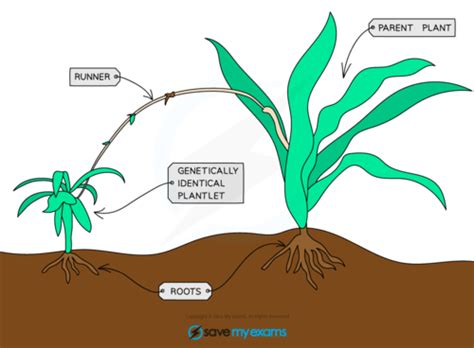 Asexual And Sexual Reproduction In Plants Flashcards Quizlet
