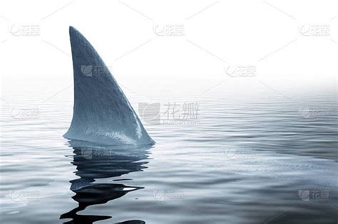 海里的鲨鱼鳍