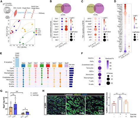 Exercise Reprograms The Inflammatory Landscape Of Multiple Stem Cell Compartments During
