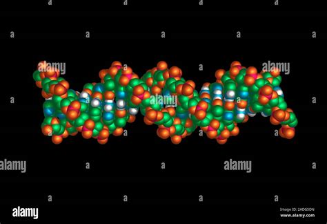 Dna Molecule Computer Model Of A Molecule Of Deoxyribonucleic Acid Dna Atoms Are Represented