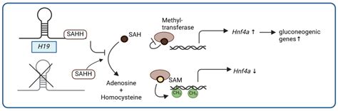 Long Noncoding Rnas In Diet Induced Metabolic Diseases