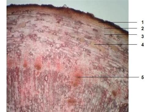 Cross Section Of The Root 1 Suber 2 Phellogen 3 Phelloderm