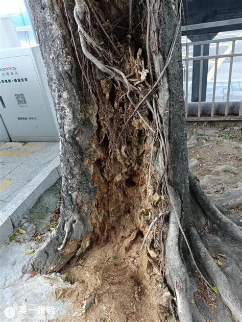 罗湖区大望学校门口大树被白蚁蛀空没人处理 报料 民声汇 奥一报料 南都报系综合报料平台