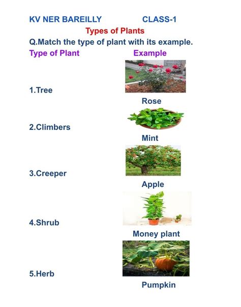674574 Types Of Plants Archnadubey Liveworksheets