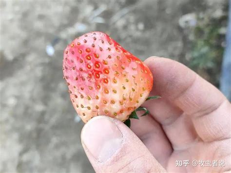 草莓果实总变软有什么办法可以让果实硬一点 知乎