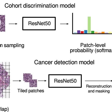 Inputoutput Schematic Of Deep Learning Models Cohort Discrimination Download Scientific