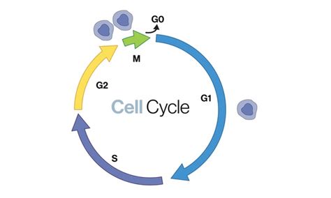 947 Cell Cycle Stages Royalty Free Photos And Stock Images Shutterstock