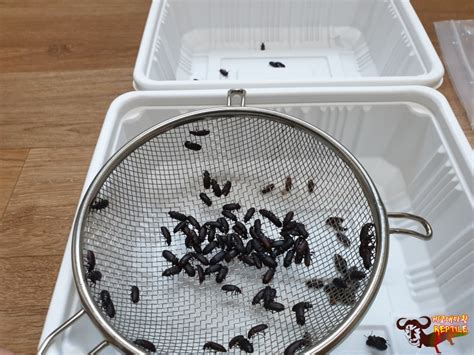 [자급자족프로젝트2탄] 거저리 키우기 근황 거저리알 네이버 블로그