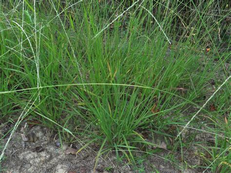 Download Crab Grass Pictures
