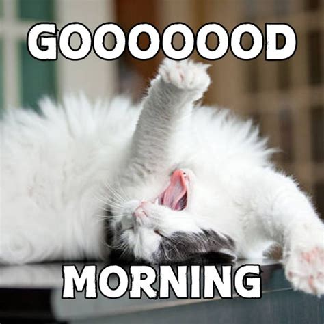 Flirty Good Morning Memes For Him Ultimate Collection The Bad Ass