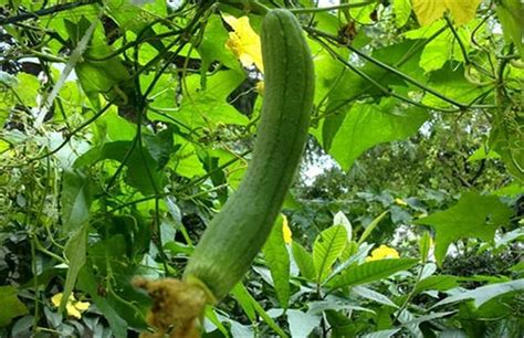 如何種植絲瓜絲瓜的成長過程以及種植的時候需要注意什麼 每日頭條