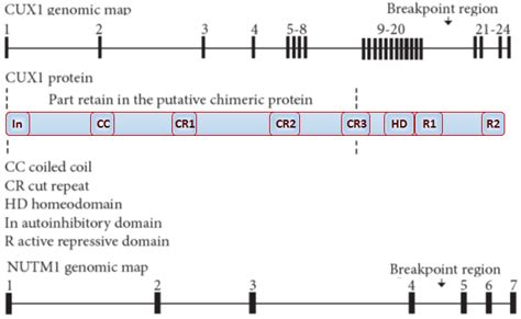 T 7 15 Q22 Q14 Cux1 Nutm1 A Novel Fusion