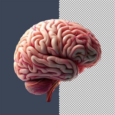 Highly Detailed 3d Rendering Of Human Brain Png Premium Ai Generated Psd