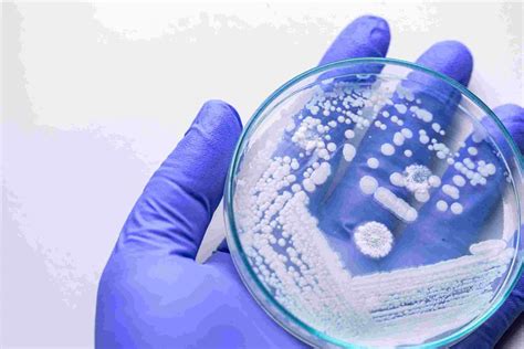 New Strategies Of Adc Payloads Boc Sciences