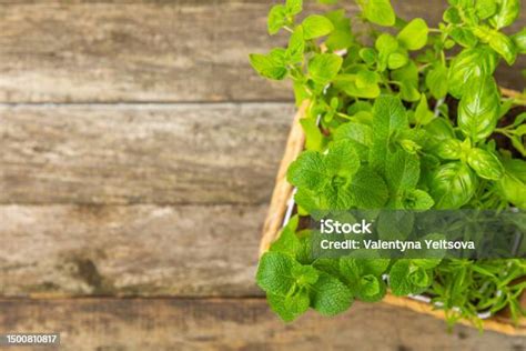 냄비에 신선한 정원 허브입니다 로즈마리 민트 오레가노 백리향을 흰 냄비에 담았습니다 매운 향신료와 허브의 모종 냄비에 모듬 신선한 허브 가정 향기로운 요리 허브 텍스트를