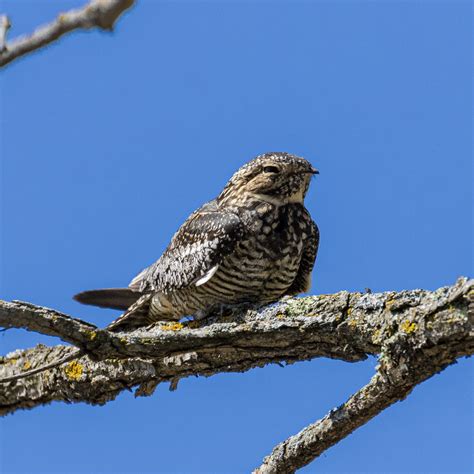 common nighthawk season watch