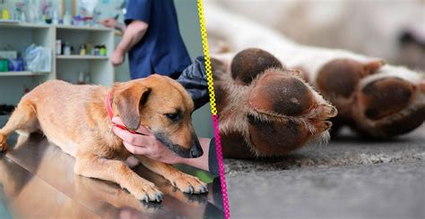 ¿pandemia Canina Una Enfermedad Respiratoria Contagia Perros Y Ya Hay