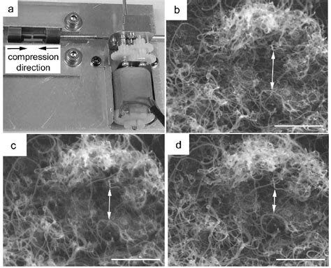 A Custom Built Motorised Compression Device B To D In Situ SEM Download Scientific
