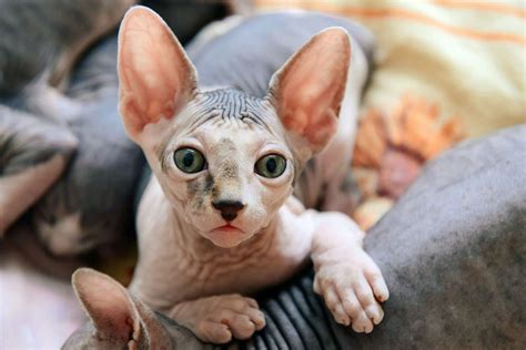 Sphynx Cat Breed Information And Characteristics