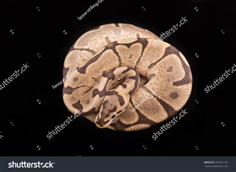 Axanthic Spider Ball Python