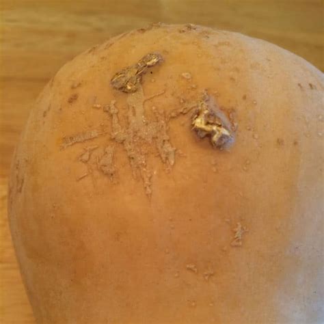 Dirty Bumpy Stuff Stuck To Squash