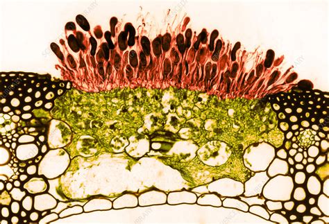 Black Stem Rust Puccinia Graminis Fungi Lm Stock Image C030