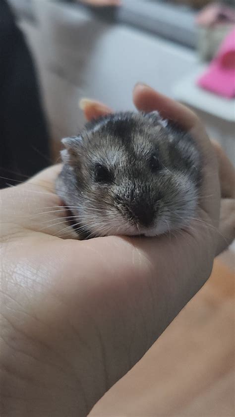 햄스터 볼 종양 지식in