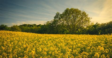 4k 바탕화면 가벼운 경치 경치가 좋은 계절 고요한 고요한 광경 골든 필드 그림 같은 기후 꽃 꽃 피는 식물 꽃밭 나무 노란 꽃 농업 농촌 풍경