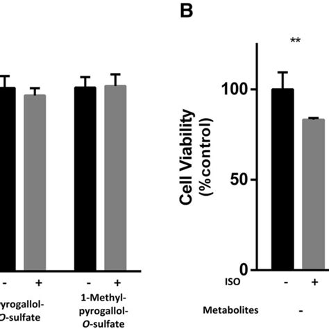 Cardiomyocytes Cell Beating Neonatal Rat Cardiomyocytes Cell Beating