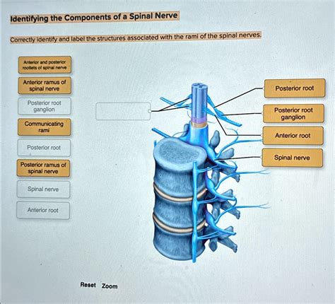 Identifying The Components Of A Spinal Nerve Correctly Identify And