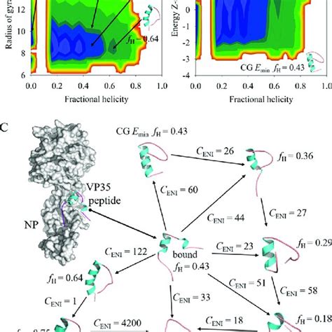 Energy Landscapes And Conformational Network A Potential Of Mean Download Scientific Diagram
