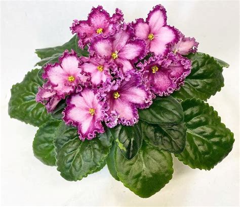 РМ Элла Делей Магазин фиалок