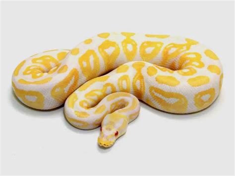 13 Albino Ball Python Morphs Breeding Genetics Uncovered Exopetguides