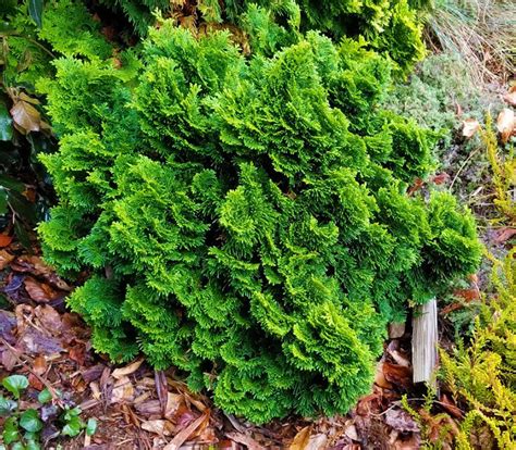 Chamaecyparis Obtusa Hinoki Dwarf Hinoki Falsecypress Chamaecyparis