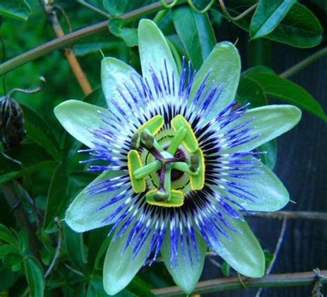 Object Detection Opencv Haarcascade Training For Flowers Stack Overflow