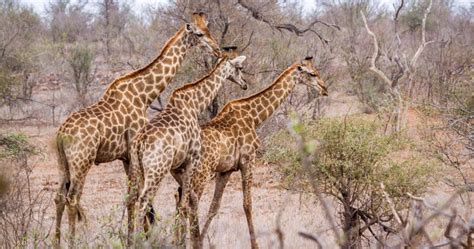 Shivaramakrishnan Viswanathan On Linkedin Product Management Vs