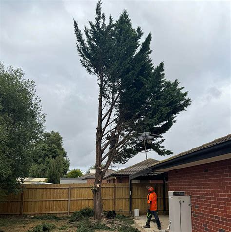 Tree Branches Overhanging Roof Why And When To Remove Them