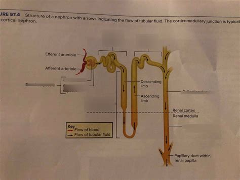 Urinary System Structure Of A Nephron Diagram Quizlet