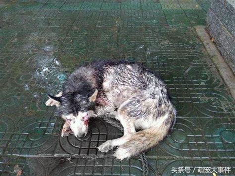 牽繩在身上哈士奇雙眼遭挖 獨自趴雨中想哭卻沒了眼 Ettoday寵物雲 Ettoday新聞雲