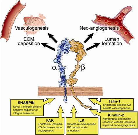 Integrin Signaling In Vascular Function Pmc