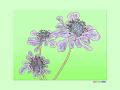 高山植物山野草のぬりえ
