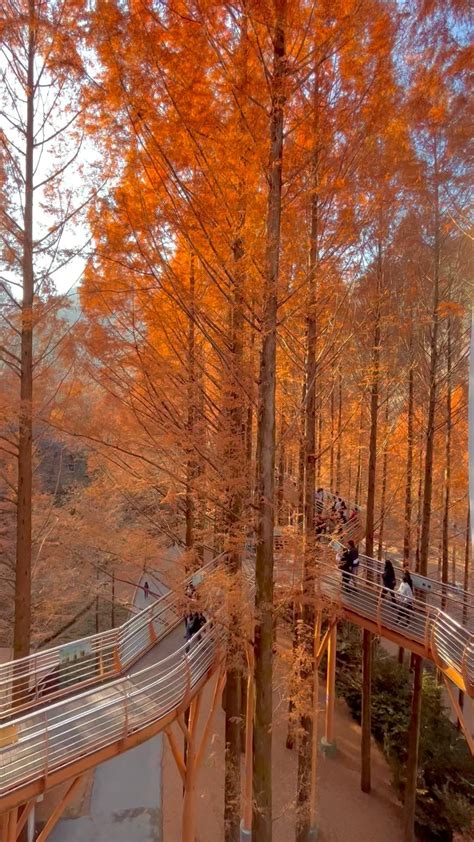 전망키 여행으로 작당모의 🏻 🍁올 가을에 대전으로 가야하는 이유🍁 붉게 물든 단풍국은 대전이었다 올해 대전 안가면 진짜 손해입니다🥹 장태산에 스카이워크랑 전망대