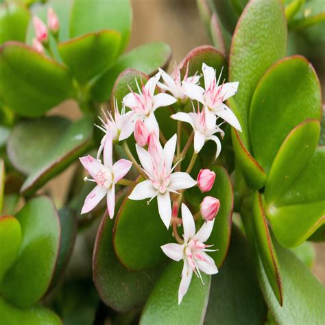 Crassula Multicava Fairy Crassula Siteone