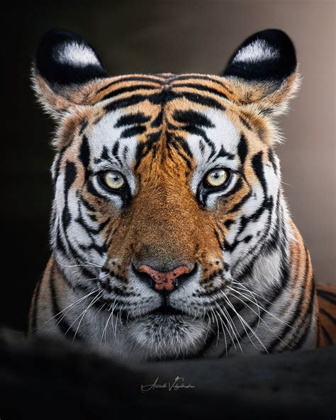 Anirudh Vidyabhushan 25 Anirudhvidyabhushan • Threads Say More