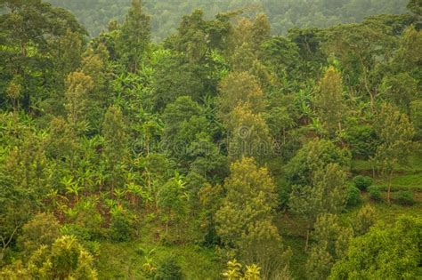 Beautiful Lush Green West African Rain Forest During Amazing Sunset In