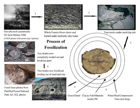 What Is The Fossilization Process